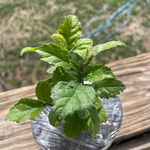 Seeds. Mexican Sycamore (platanus Mexicana). - Etsy