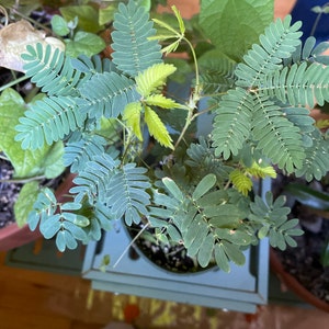 Geffner Atemoya 1 Plant 2 to 3 Feet Tall Ship in 3gal Pot - Etsy