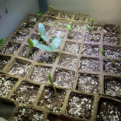 35 Organic Loofah Seeds Luffa Edible Squash Sponge Harvest Non-gmo ...