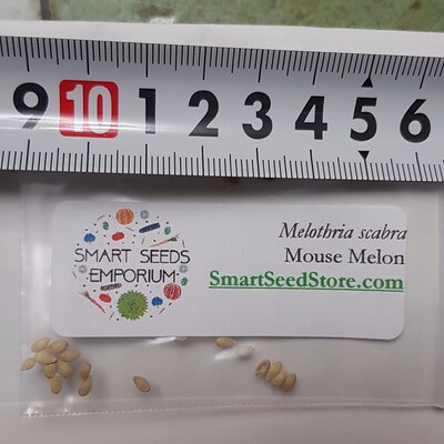 Mouse Melon, 15 Seeds, Cucamelon, Teeny Crunchy Fruit, Tasty Heirloom ...