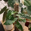 Super Clear Moss Pole D Shaped Stackable Multiple Sizes - Etsy