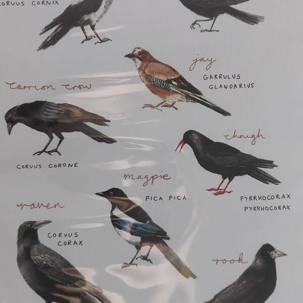 Corvid Species Art Print - A4 Size - Etsy