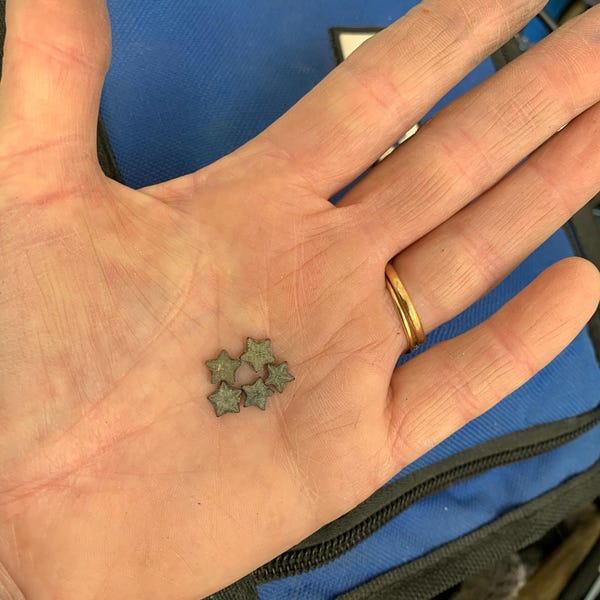 Sandy Ammonite | 22mm | A29 | Jurassic Coast Fossil | Collectors ...