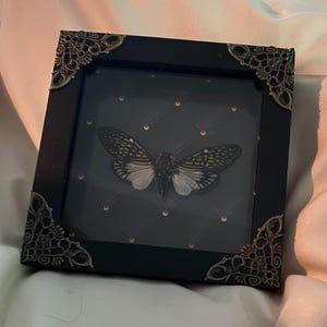 Real Framed Giant Actias Luna Moth 3D Floating Shadow Box Insect ...
