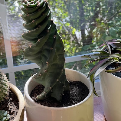 Spiral Cactus Cereus Forbesii 'spiralis' Twisted Rare Succulent Tornado ...