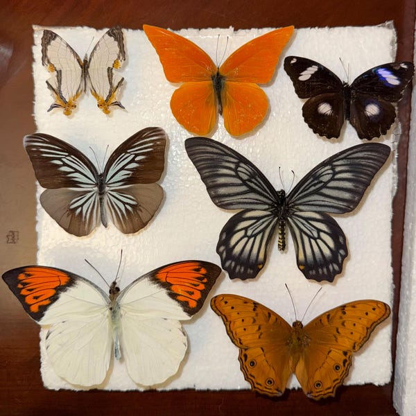 Giant Roly Poly Pill Bug, Sphaeropoeus Lugubris, Mounted in a Bell Jar ...