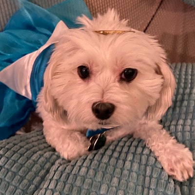 Cinderella Dog Dress 2015 - Etsy