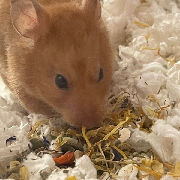 Hamster, Gerbil, Rat, and Mouse Forage Mix - Etsy