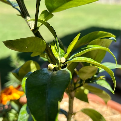 Evergreen Huckleberry scarlet Ovation - Etsy