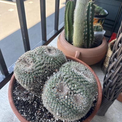 Aloe Divaricata Diablo mr. Toothy Aloe, Brilliant Red Teeth at the ...