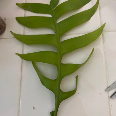 Fern Leaf Cactus Rare Shark Teeth CUATUS Cutting Rare Houseplants Live ...