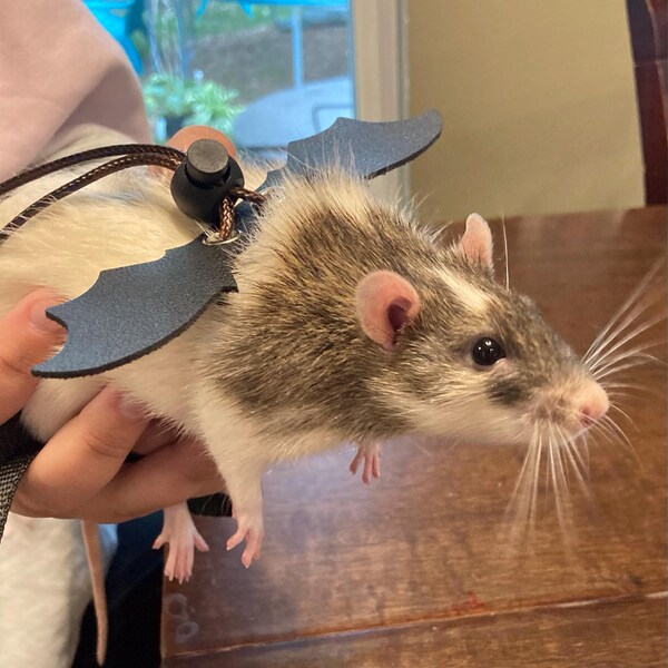 Bat Wings Harness Pet Leash Collar Set Halloween Costume/gifts-syrain ...