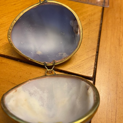 Real Seashell Trinket, Coin, Pill, Jewelry Box or Purse Available in 10 ...