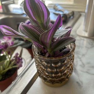 4pot of ZZ Plant, Zamioculcas Zamiifolia, Zee Zee Plant, Aroid Palm ...