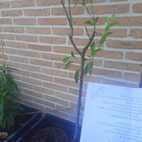 Jumbo Black Mulberry Sapling, Grafted Ready to Plant, With Tuberous ...