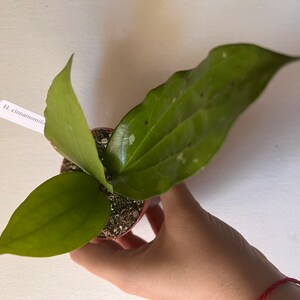 Hoya Australis Ssp. Keysii Easy to Grow Hoya - Etsy