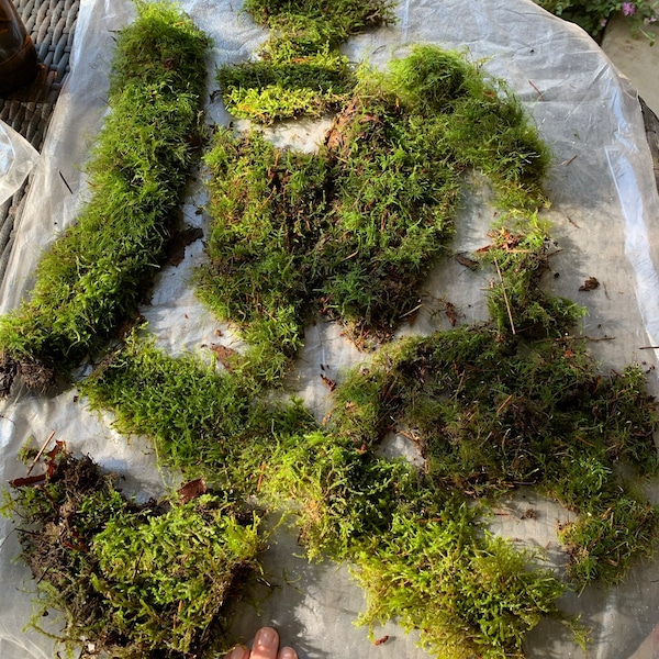 Live Sheet Moss - for Terrariums, Vivariums, Moss Gardens - Etsy