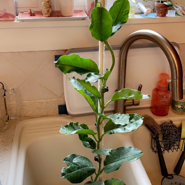 Hoya Bahoi Splash - Etsy