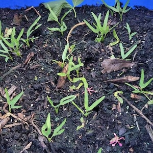 LARGE PACKAGE| 12 Seeds of Hybrid F1 Bitter Melon | Bitter Gourd ...