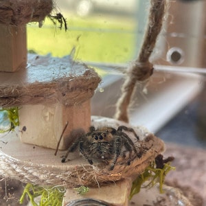 Jumping Spider Food Dish Jumping Spider Enclosure - Etsy