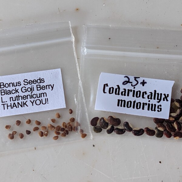 Telegraph Plant Seeds ~codariocalyx Motorius~ Fascinating "moving ...