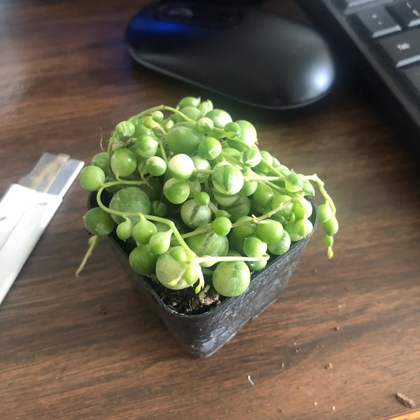 Opuntia Subulata or Austrocylindropuntia Subulata Eves Needle Eves Pin ...