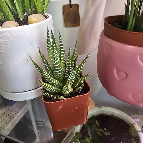 Calathea Burle Marx, Fishbone Prayer Plant, Unique and Easy to Care ...