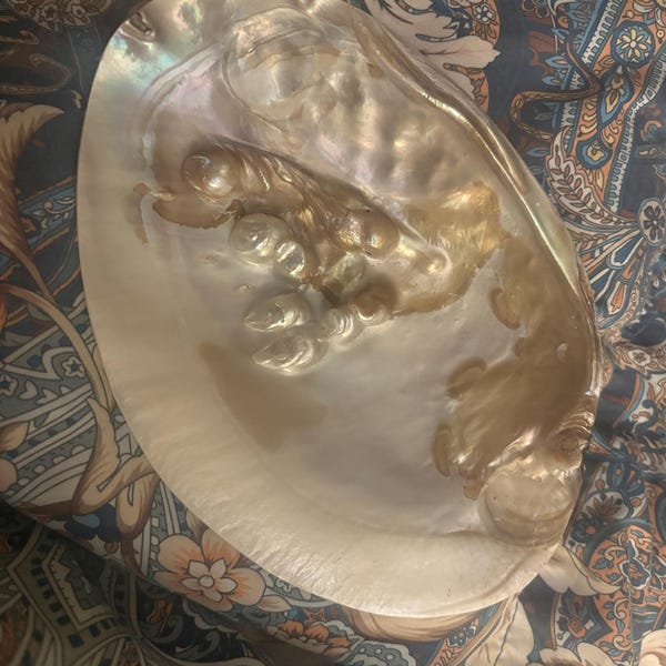Large Natural Mother of Pearl Shell Dish W Real Iridescent Blister ...