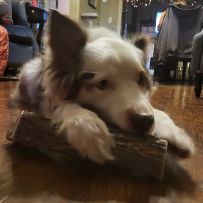 3 Pack Medium Farm Raised Elk Antler Dog Chews. split - Etsy