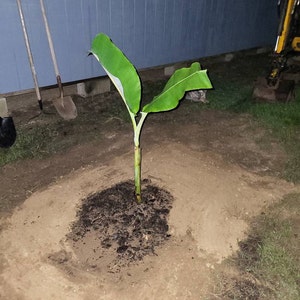 Musa Saba Banana Pup - 1-2ft - Etsy