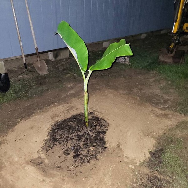 Musa Saba Banana Pup - 1-2ft - Etsy