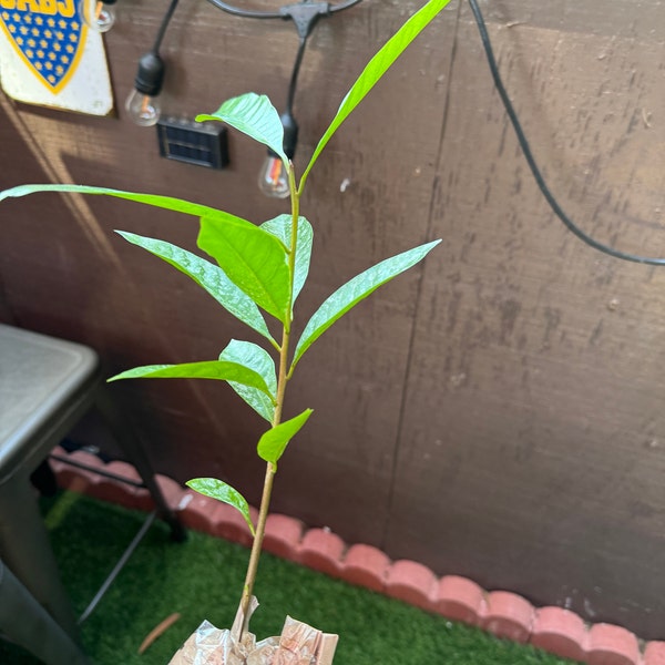 Bruce Canistel Seedling - Egg Fruit - Pouteria Campechiana - Zapote ...