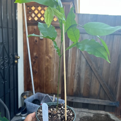Spanish Lime Genip Guinep Ginepa Limoncillo Mamoncillo Fruit Seedling ...