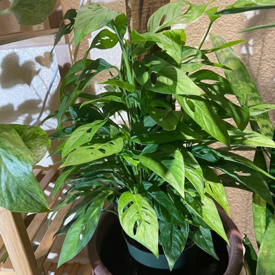 Aglaonema 'bamboo' Sp. Variegated Chinese Evergreen Live Indoor ...