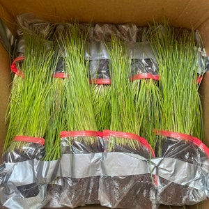 10 Longleaf Pine Seedlings - Etsy