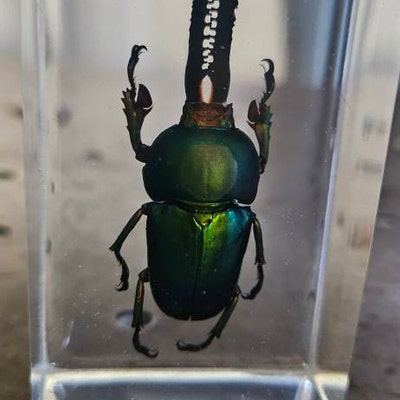 Mixed Real Beetles, Package of 5, Pack of Mixed Beetles, Entomology ...
