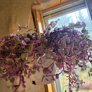 Callisia Repens Pink Lady Callisia Repens Pink Panther Bolivian Jew ...