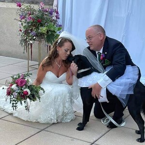 Star Spangled Girl Dog Harness Dress Xxsmall to 4xlarge Dog | Etsy