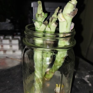 3 Merritt Tree Collard Cuttings - Etsy