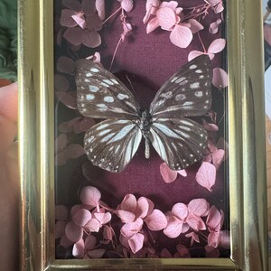 Two Real Specimen Butterfly Encased Wood Frame Preserved Floral Vintage ...