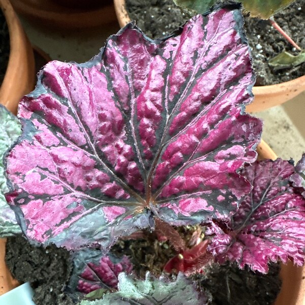 Rex Begonia 'ruby Slippers' - BFF Exclusive - Etsy