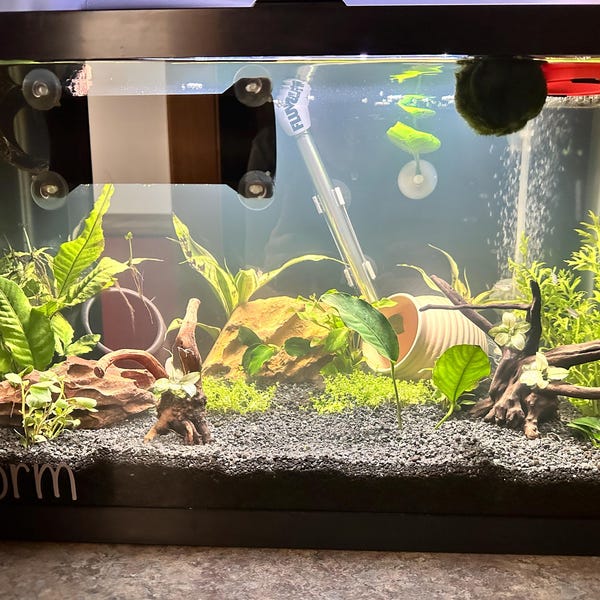 Hygrophila Salcifolia hygro. Blue BUY3GET1FREE Live Aquarium Plant - Etsy