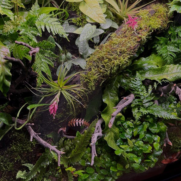 Windy Pods for Shrimp, Fish, Aquariums Craft Supplies Botanicals - Etsy