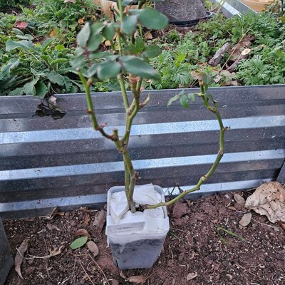 Rose Plant washitsu 和室 ジャパネスクモナムール - Etsy