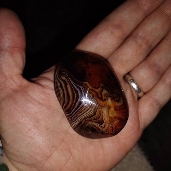 AAA LARGE Natural Conch Shells Decorate,17-20cm Large Natural Conch ...