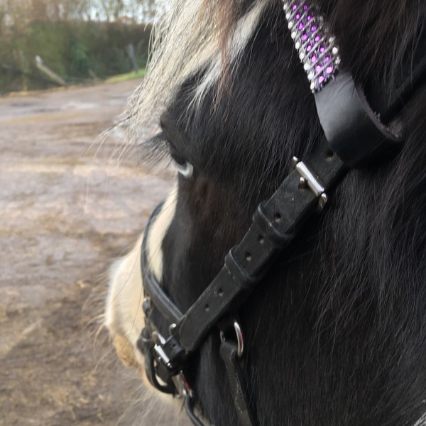 Purple Colour Bling Browband. Pony, Cob Full. Unique Browbands. Brown ...