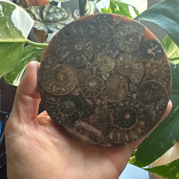 100G+ Natural Ammonite Fossil Shell Plate Disk +free Stand，conch，home ...