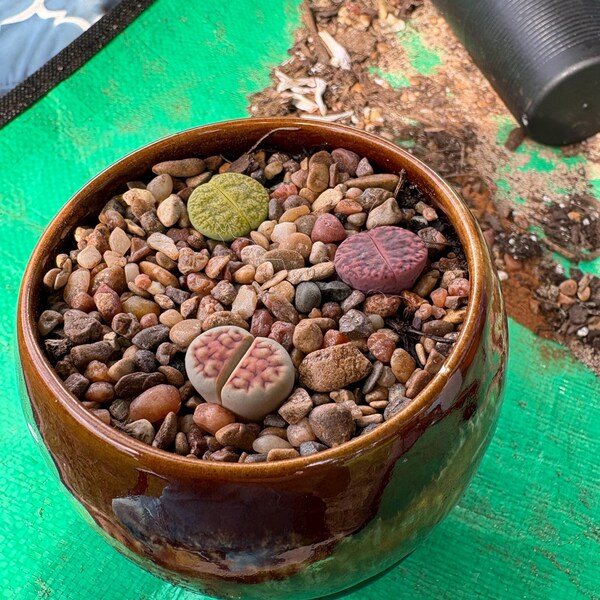Live Plant - Lithops Hookeri Annarosa 0.4”/0.8” - Etsy