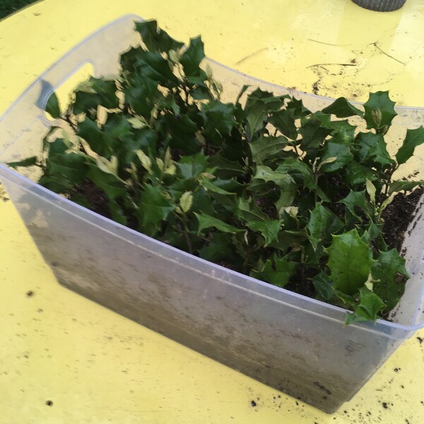 American Holly Evergreen Hedge Qty-32 Unrooted Cuttings for Propagation ...