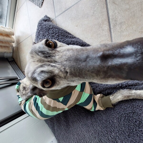 GreyhoundWardrobe - Etsy